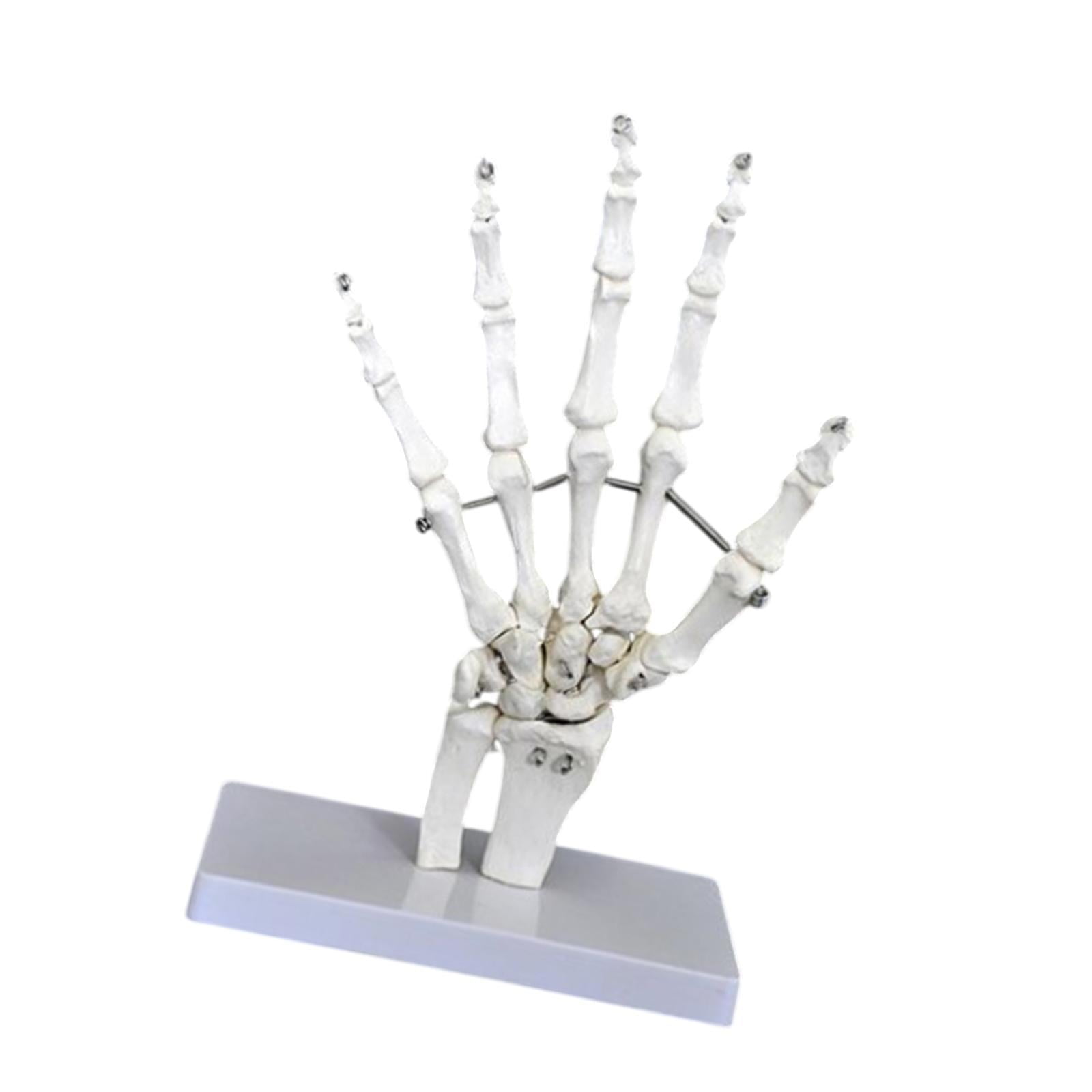 Kokiya Human Joint Model Education Lightweight Scientific for Science ...