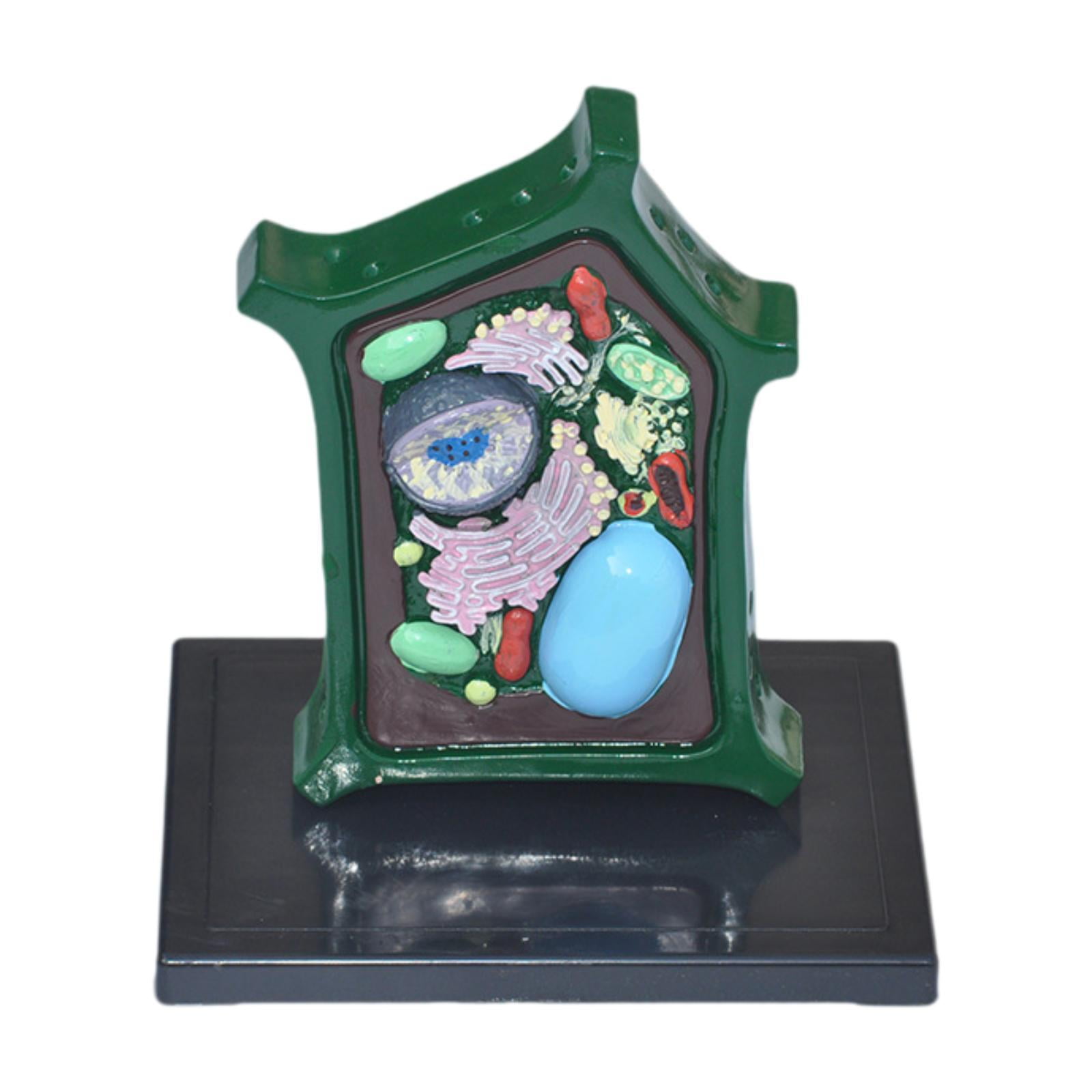 Kokiya Plant Cell Model Early Education Gift Plant Cell Model for Classroom - Walmart.com