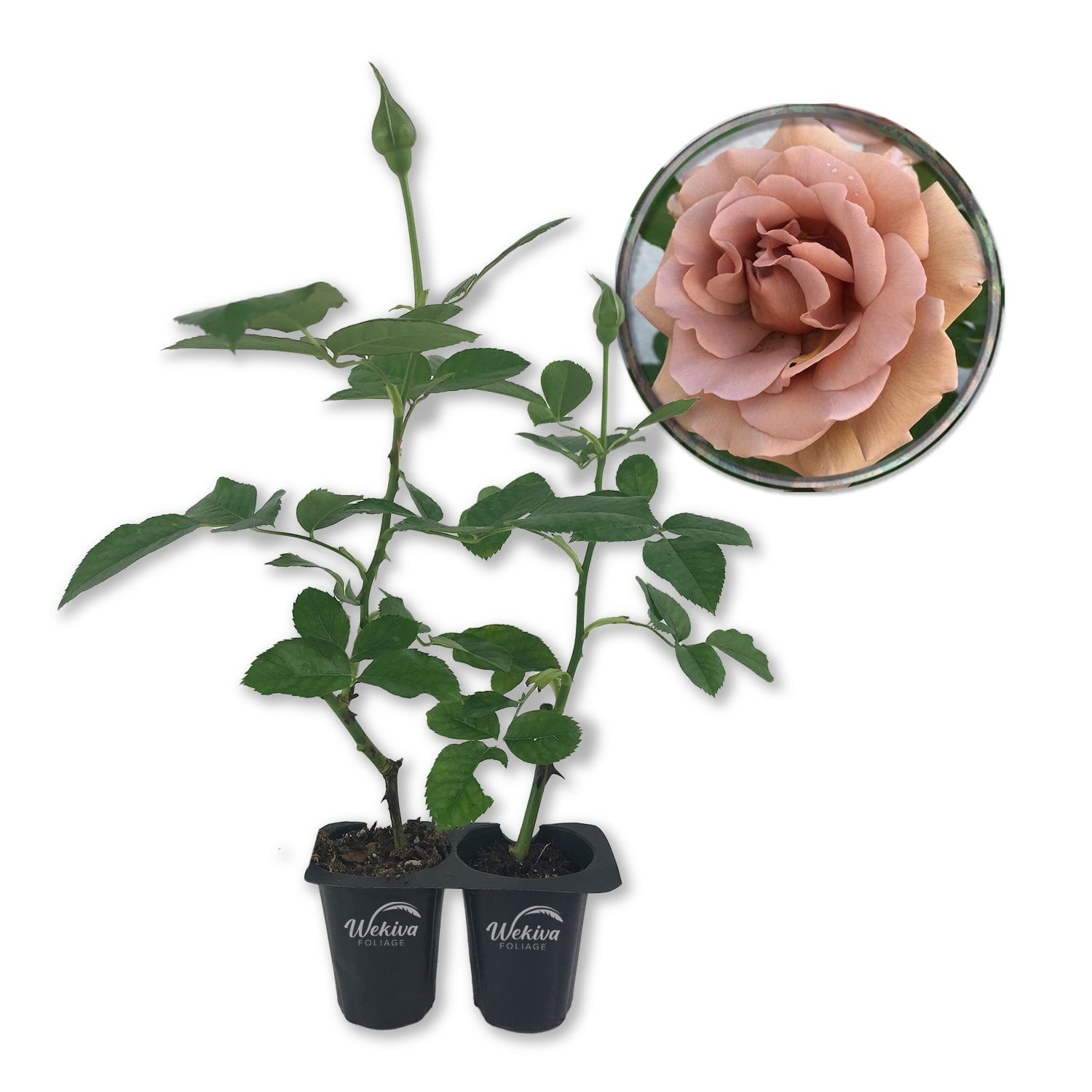 Koko Loko Rose Bush - 2 Live Starter Plants in 2 Inch Pots - Beautiful ...