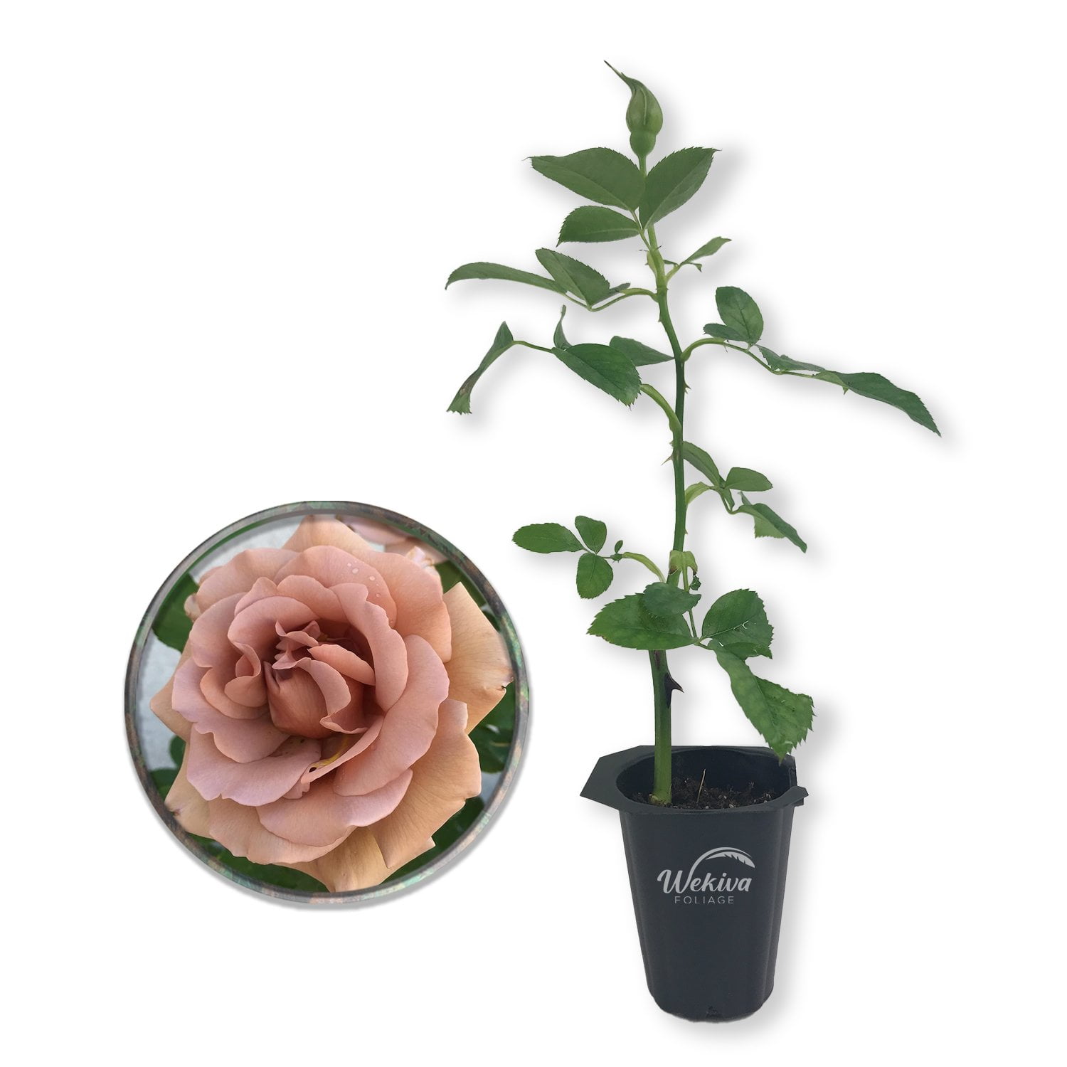 Koko Loko Floribunda Rose Bush - Live Plant in 2 Inch Pot - Low ...