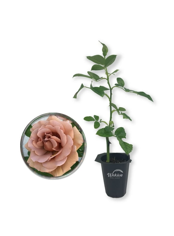 Rose Bushes in Garden Bushes - Walmart.com
