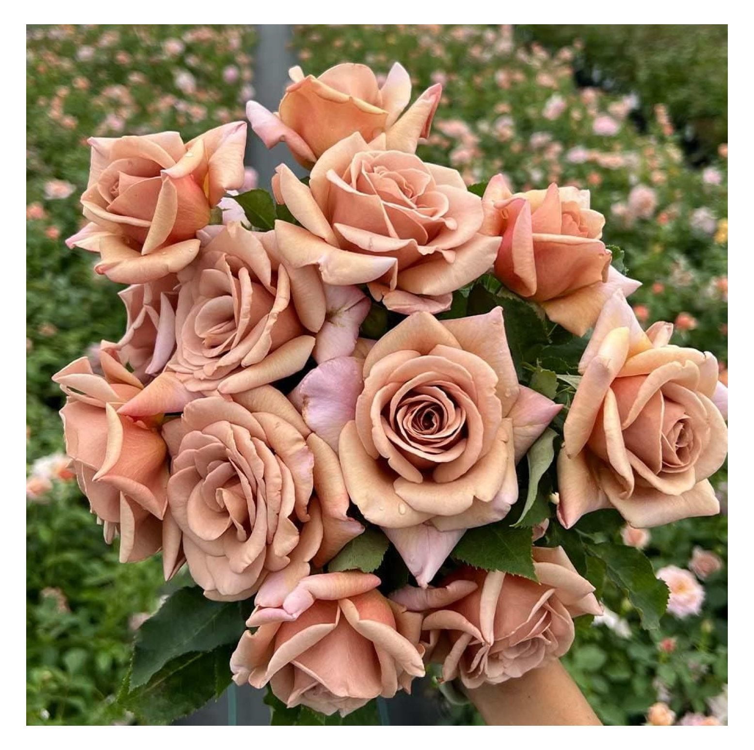 Koko Loko Rose Plant - Brown/Multi Colored Rose Bush, Live Rose Plant ...