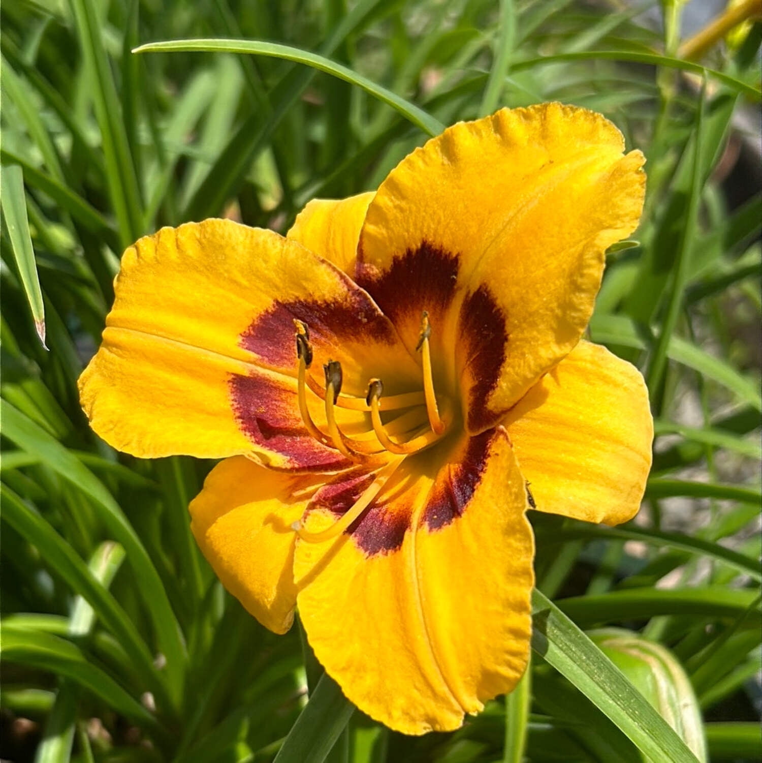 GoBuyPlants - Kokomo Sunset™ Daylily - 1 Gallon Pot - Walmart.com