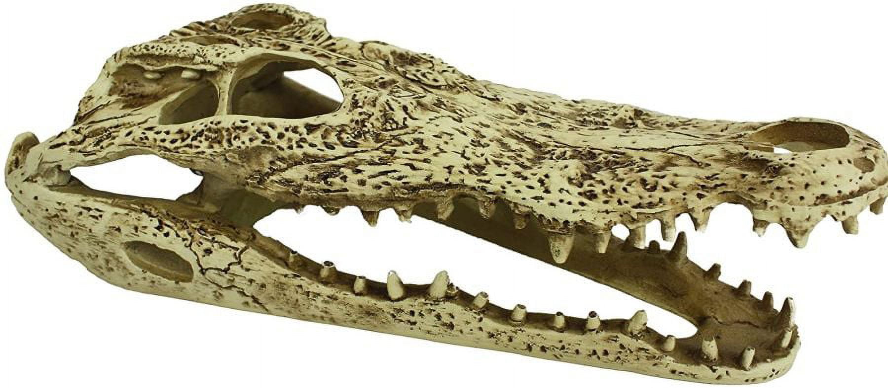 Komodo Alligator Skull Terrarium Decoration [Reptile, Hiding Places] 1 ...