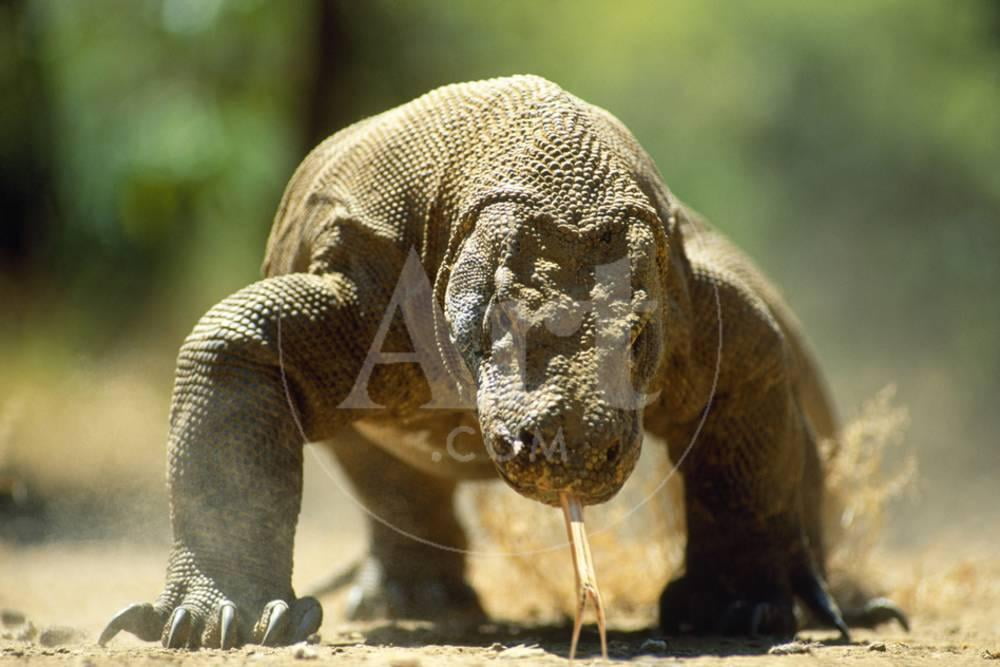 Komodo Dragon, Animals World Culture Unframed Photographic Print Wall ...