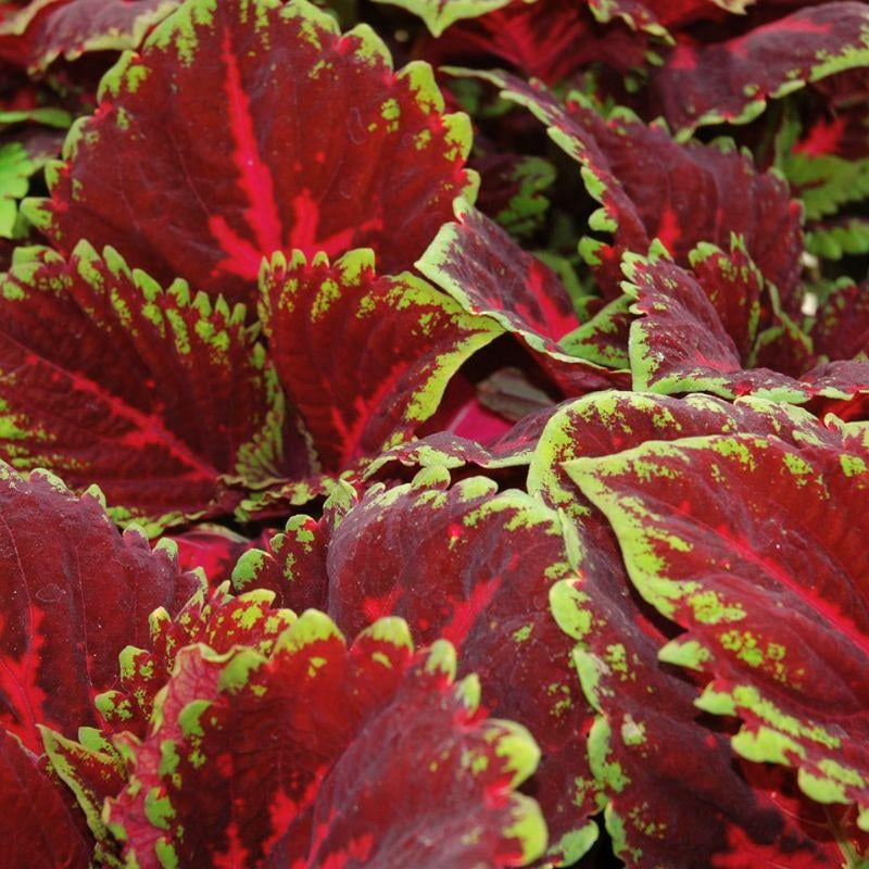 Kong Red' Premium Shade Coleus 9" Pot (Pack of 2) - Walmart.com