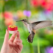 ZUMMR Easy Clean Outdoor Plastic Hummingbird Ring Feeder (Red ...