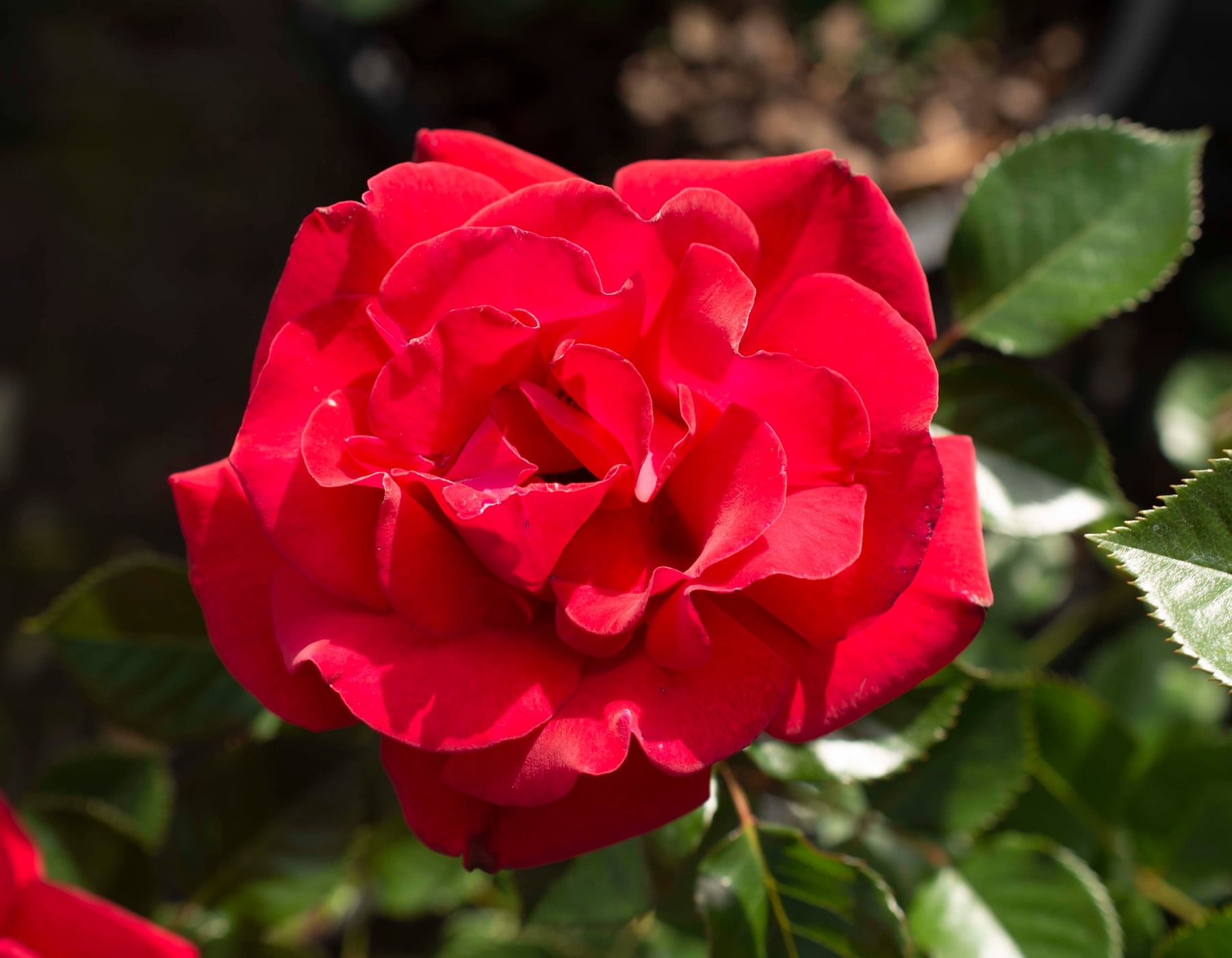 Kordes 2G Rose Ruby Red Deciduous Flowering Live Shrubs Full Sun Red ...