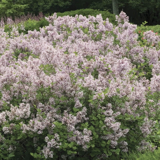 Korean Dwarf Lavender Flowering Lilac Syringa Dormant Bare Root ...