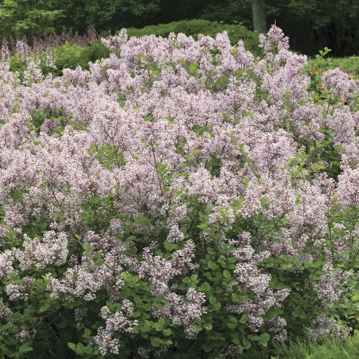 Korean Dwarf Lilac Bare Root Deciduous Flowering Starter Shrub ...