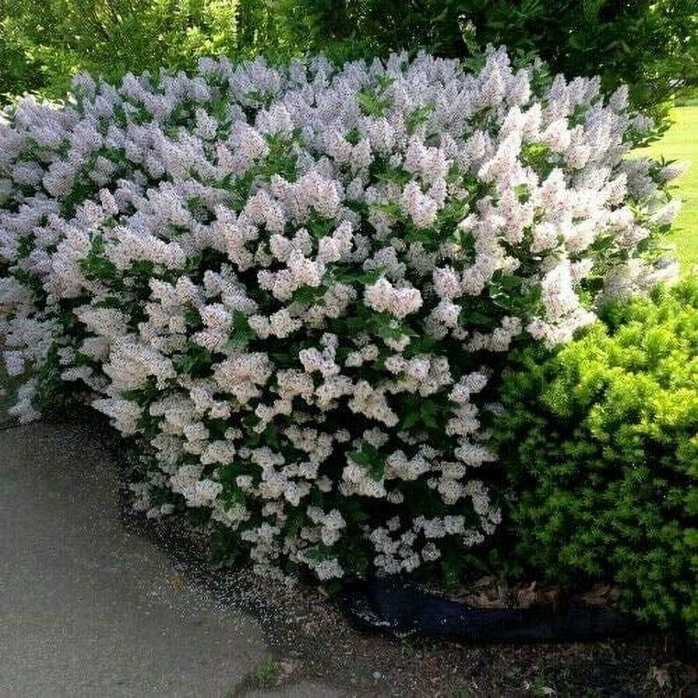 Korean Early Lilac Bush Seeds (Syringa Oblata) tyn3sw (20+ Seeds ...