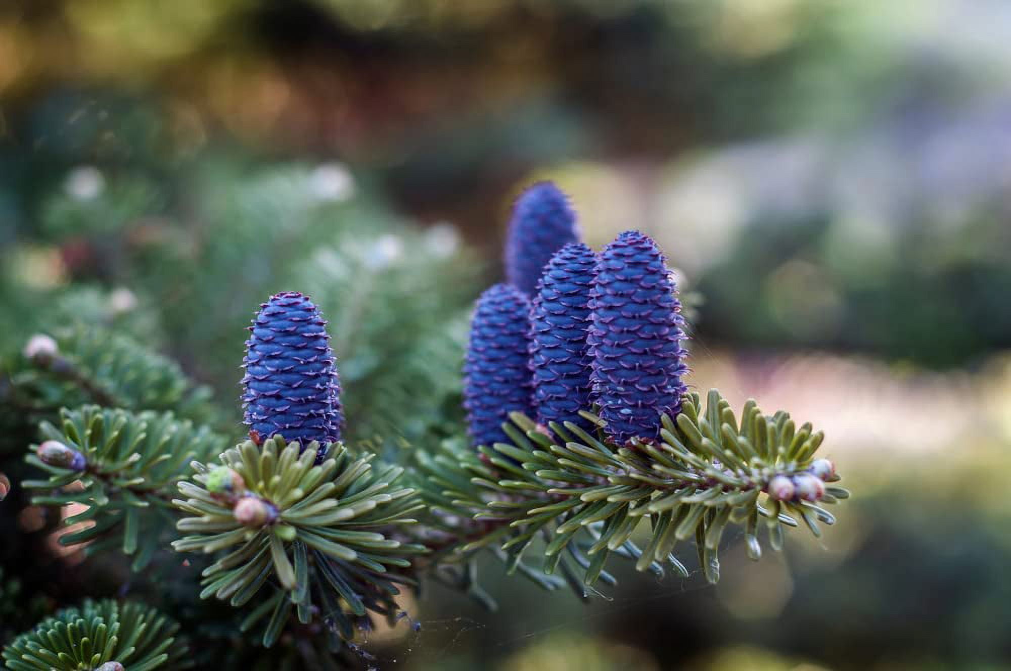 CZ Grain - 20 Korean Fir Tree Seeds with Exotic Blue Cones, Ships from ...