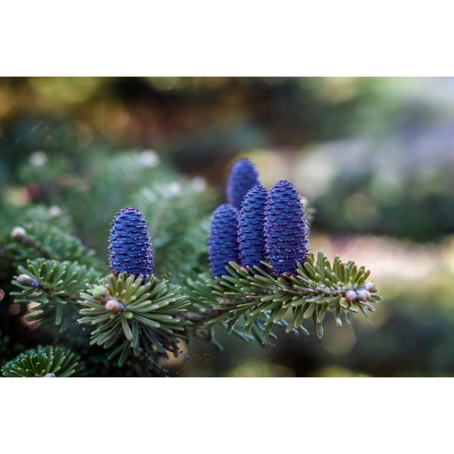 CZ Grain - 20 Korean Fir Tree Seeds with Exotic Blue Cones, Ships from ...