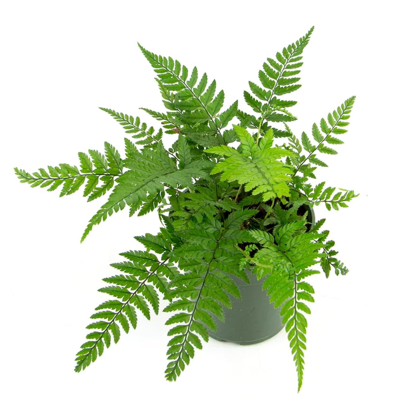 Korean Rock Fern - Live Plant in a 4 Inch Grower's Pot - Polystichum ...