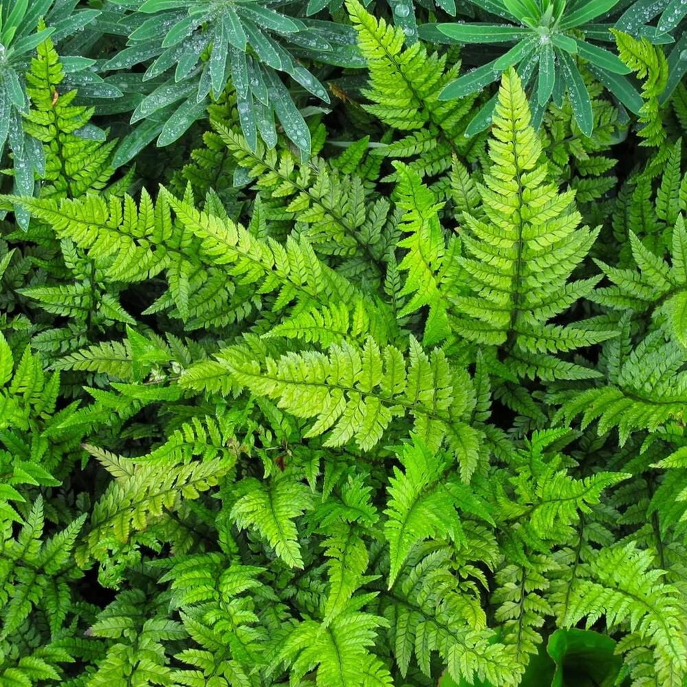 Korean Rock Fern - Live Plants in 4 Inch Grower's Pots - Polystichum ...