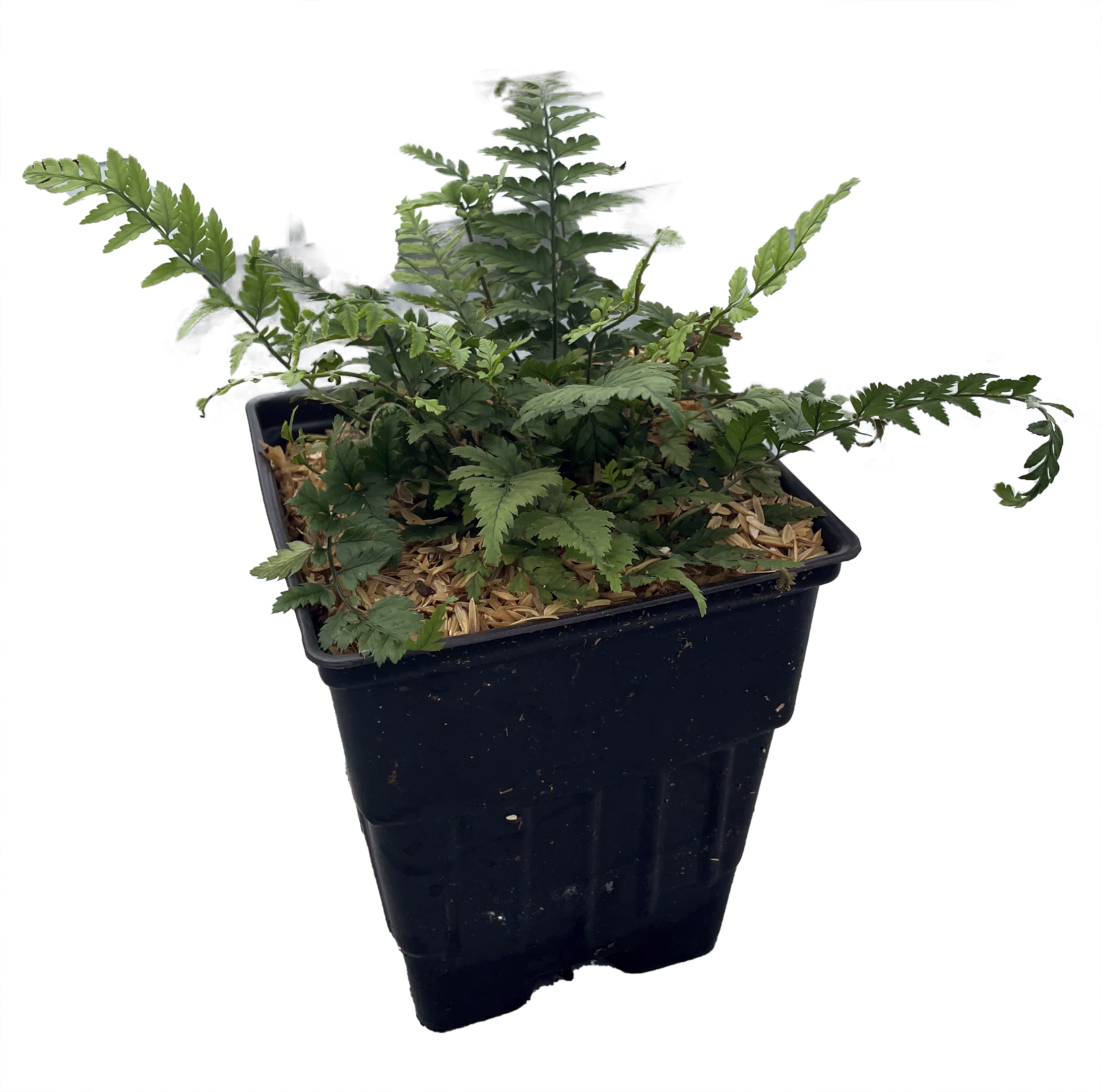 Korean Rock Fern - Polystichum tsus-simense - Quart Pot - Walmart ...