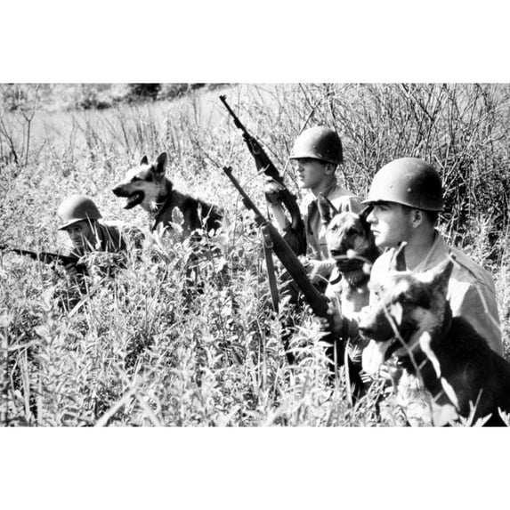Korean War Soldiers With Dogs From 26Th Infantry Scout Dog Platoon ...