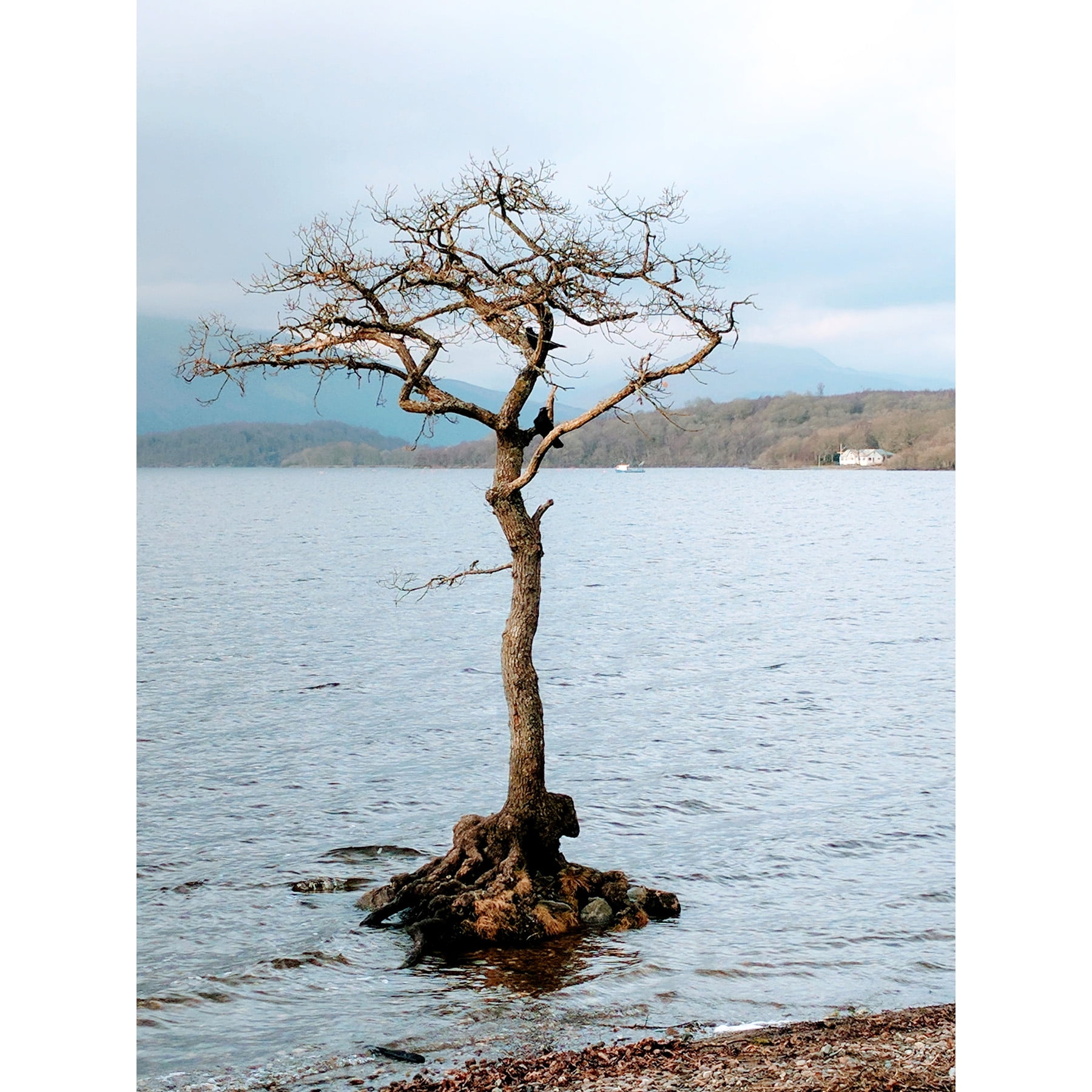 Koumu Lone Tree Milarrochy Bay Trossachs Scotland Photo Extra Large Art ...