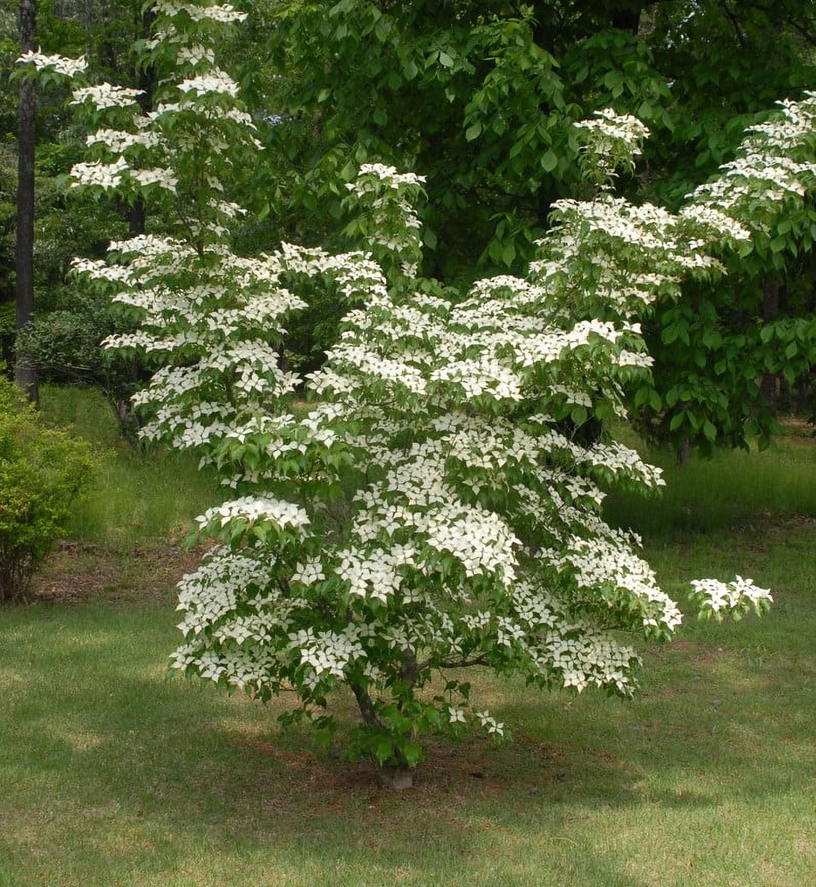 Kousa Dogwood Tree ( Cornus ) - Live Plant ( 2.5 QT ) - Sun to Shade ...
