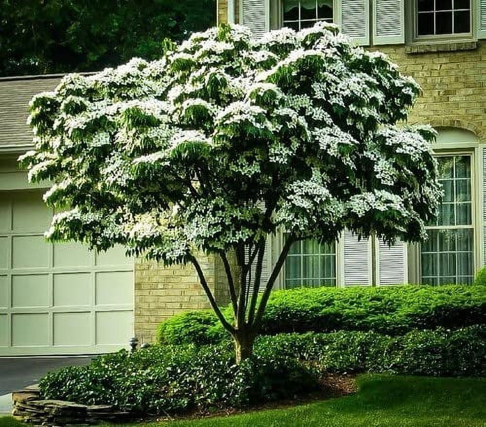Kousa Dogwood Tree Seedlings for Planting - Cornus kousa - No ...