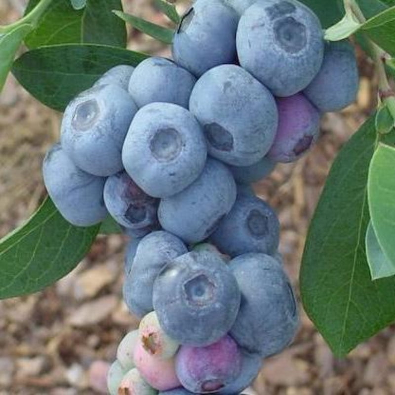 Krewer Blueberry Live Shrub – 2 Gallon - Walmart.com