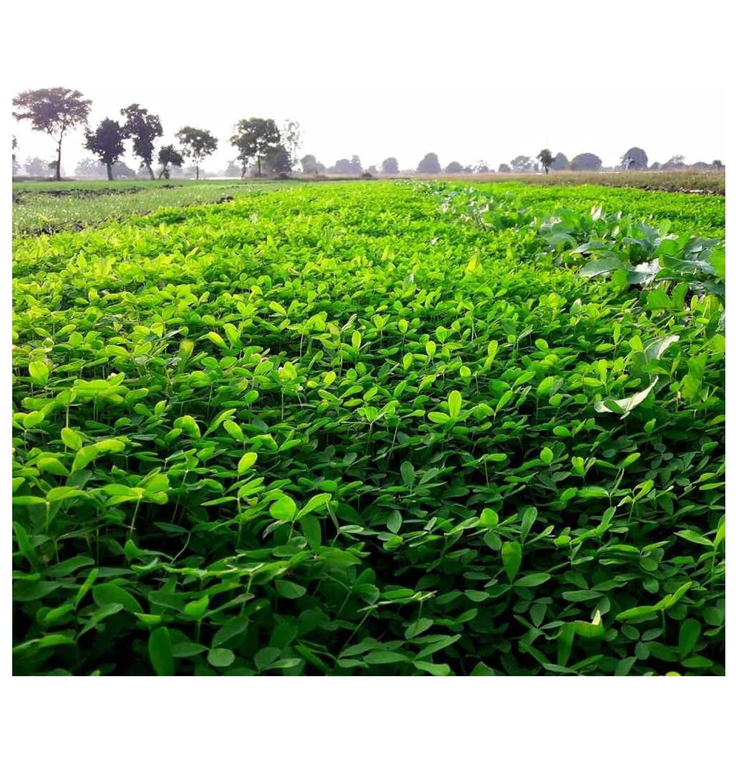 KriKac 10 lb. Annual Berseem Clover Seed for Food Plots, Cattle Forage ...