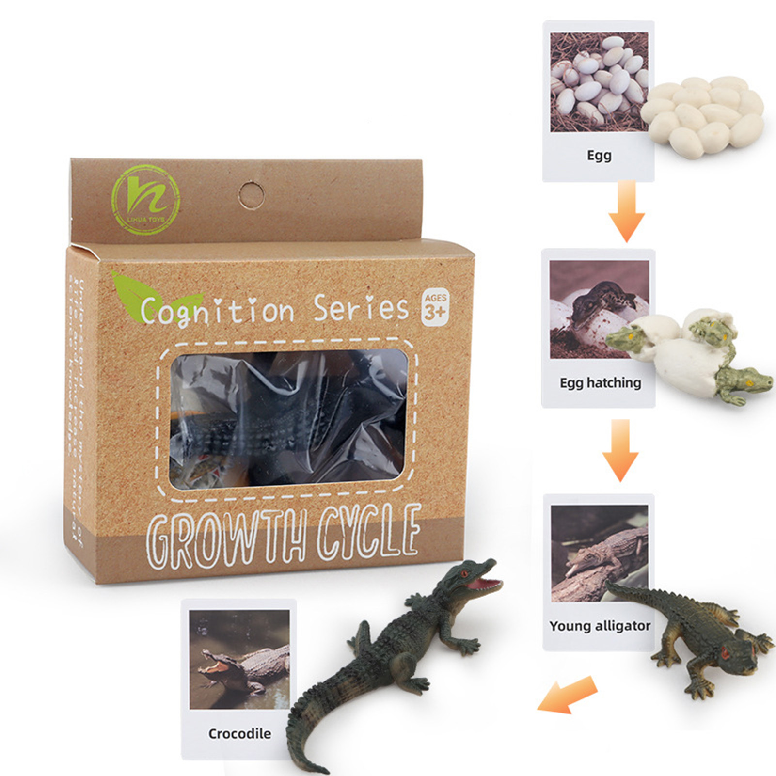 Kripyery 1 Box Biology Discovery Toy Realistic Frog Bee Panda Chick ...