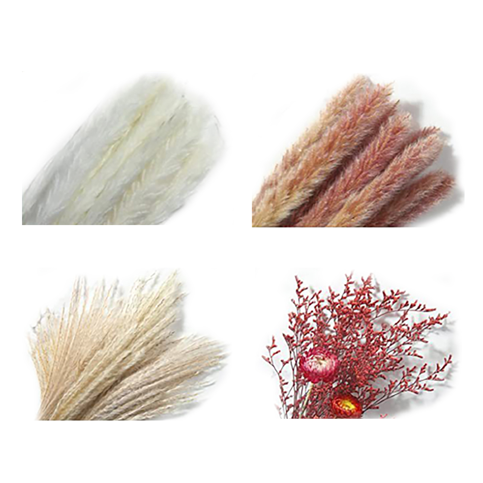 Kripyery 1 Bunch Dry Reed Grass No Watering Non-Withered Easy Care ...