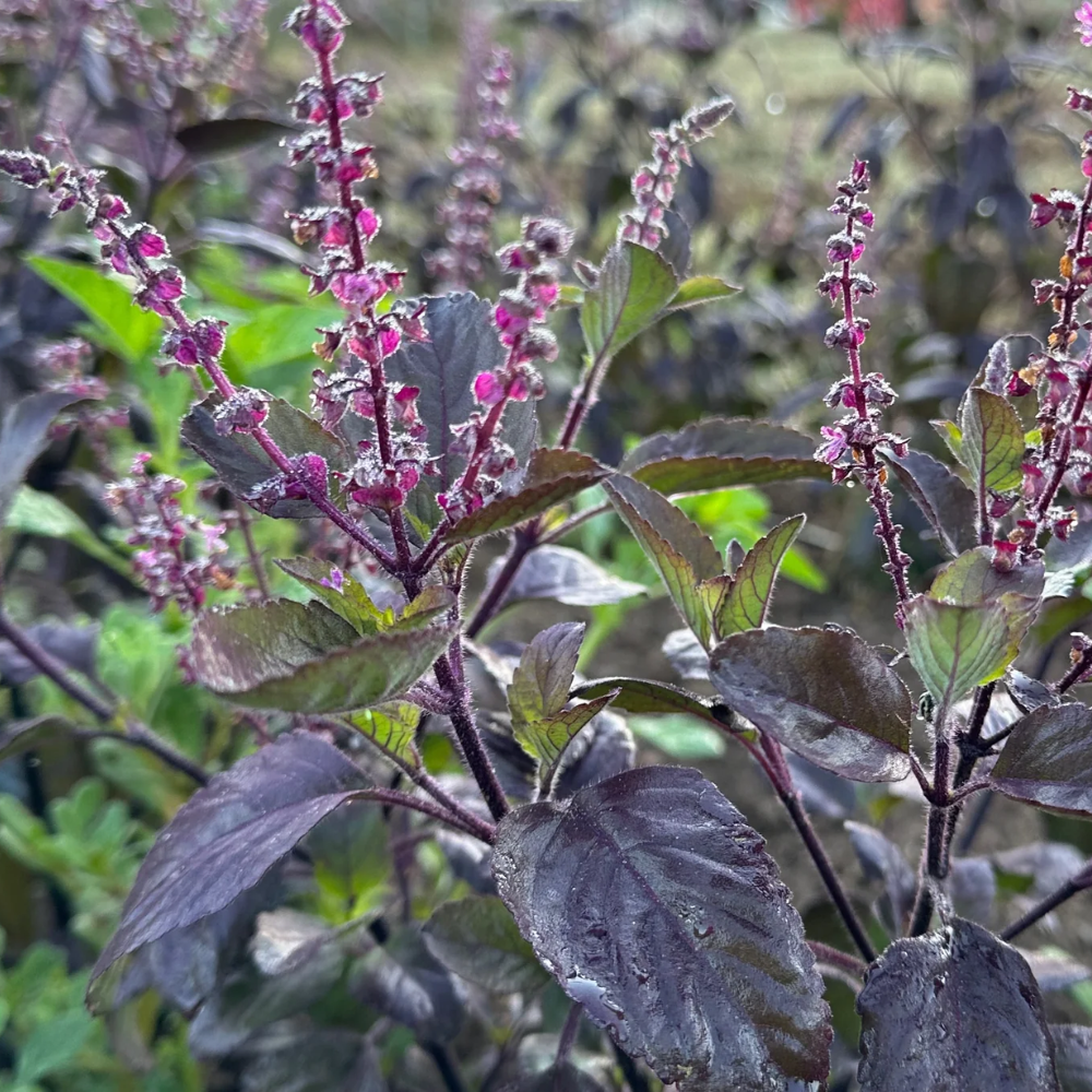 Krishna Tulasi Basil Plant, Basil Herb Perennial Plant Outdoor Planting ...