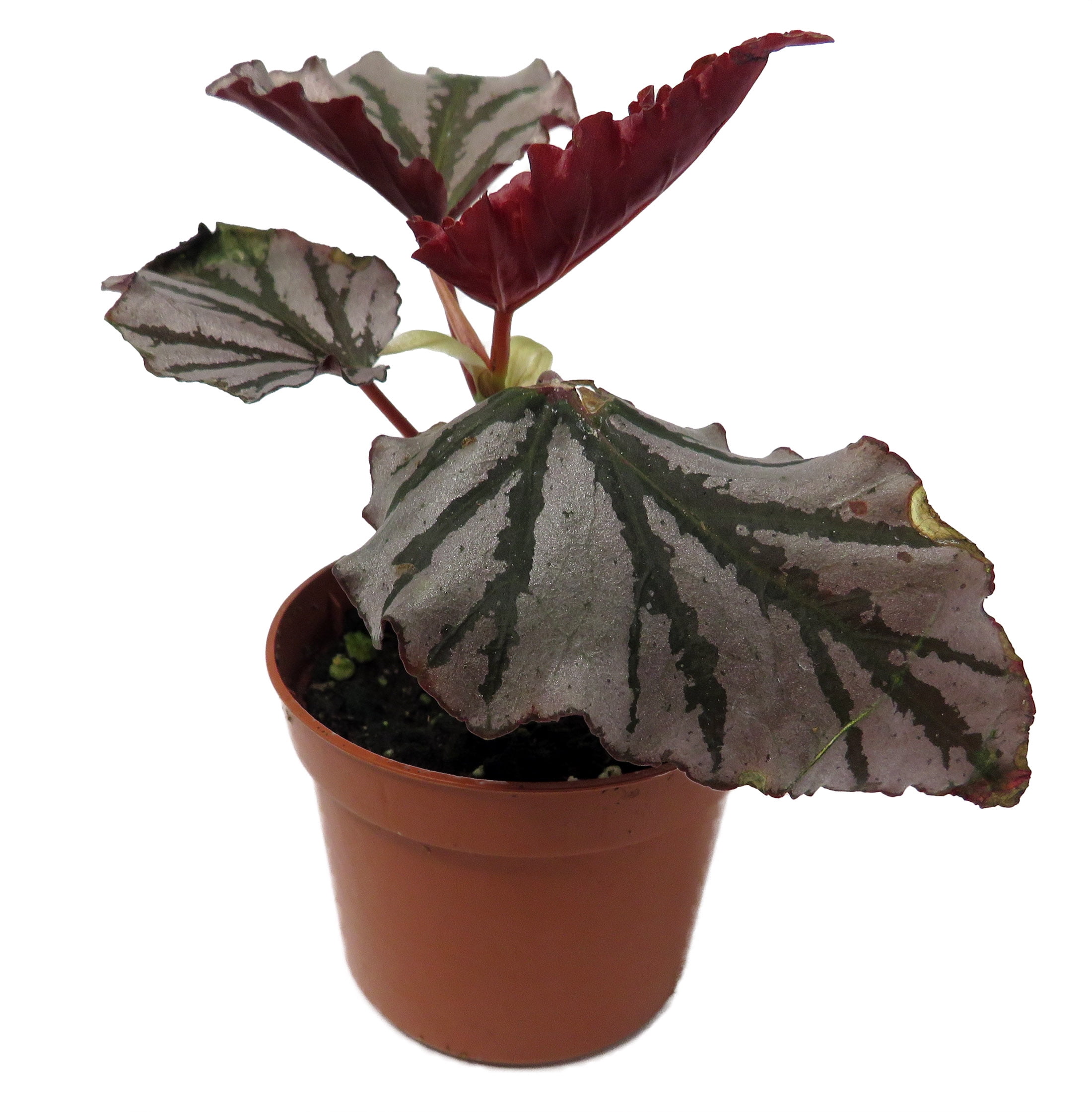 Kismet Begonia Plant -2.5" Pot- Terrarium/Fairy Garden/HousePlant ...