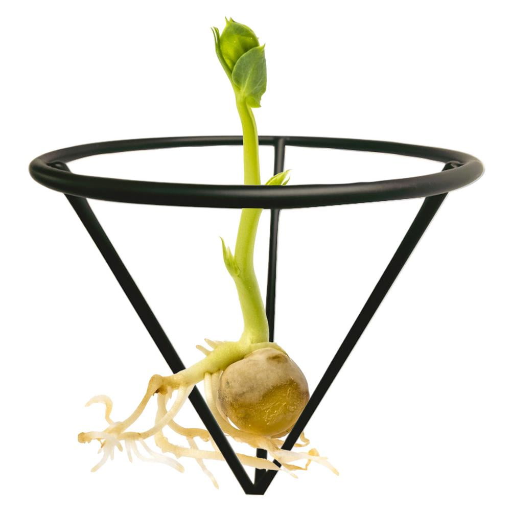 Ksruee Avocado Growing Bracket Avocado Root Starter Holder ...