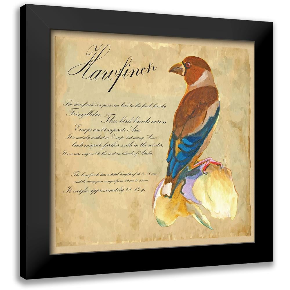 Kuco 12x12 Black Modern Framed Museum Art Print Titled - Hawfinch ...