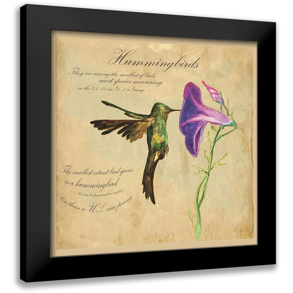 Kuco 15x15 Black Modern Framed Museum Art Print Titled - Hummingbird Illustration - Walmart.com
