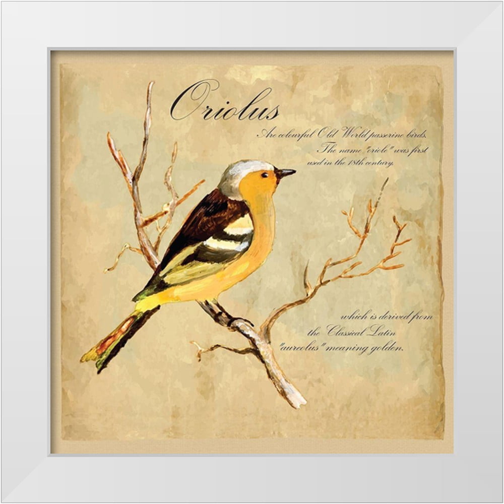 Kuco 26x26 White Modern Wood Framed Museum Art Print Titled - Oriolus Bird Illustration ...
