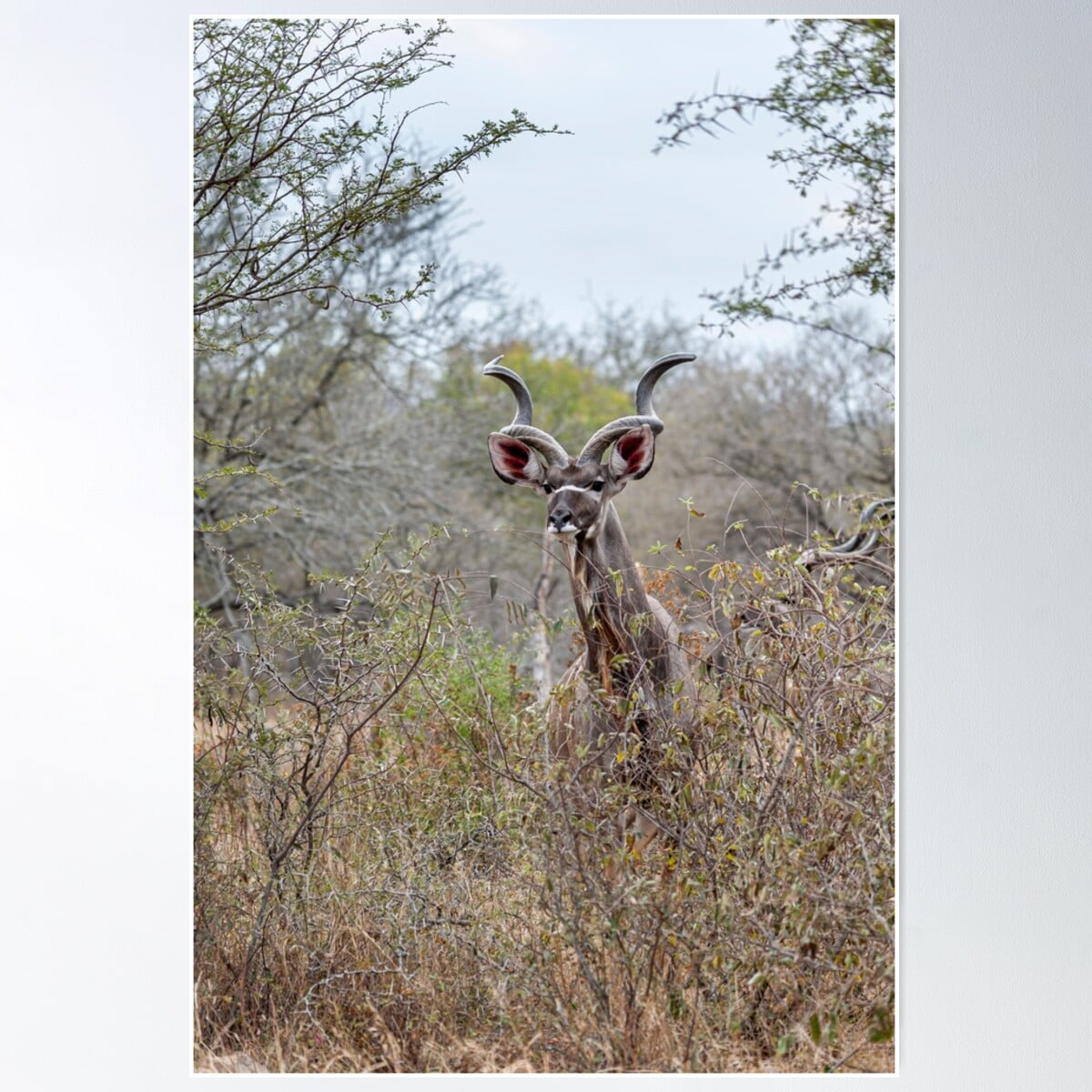 Kudu In The Wild Poster Wall Art, Modern Wall Decor For Living Room ...