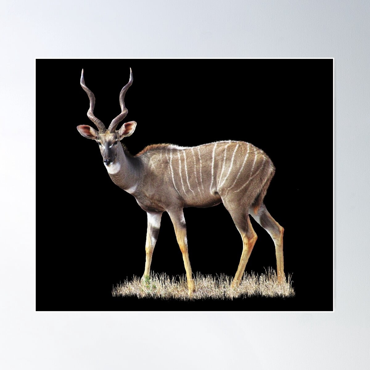 Kudu - Little Kudu - Antelope In Kenya / Africa Poster Wall Art, Modern ...