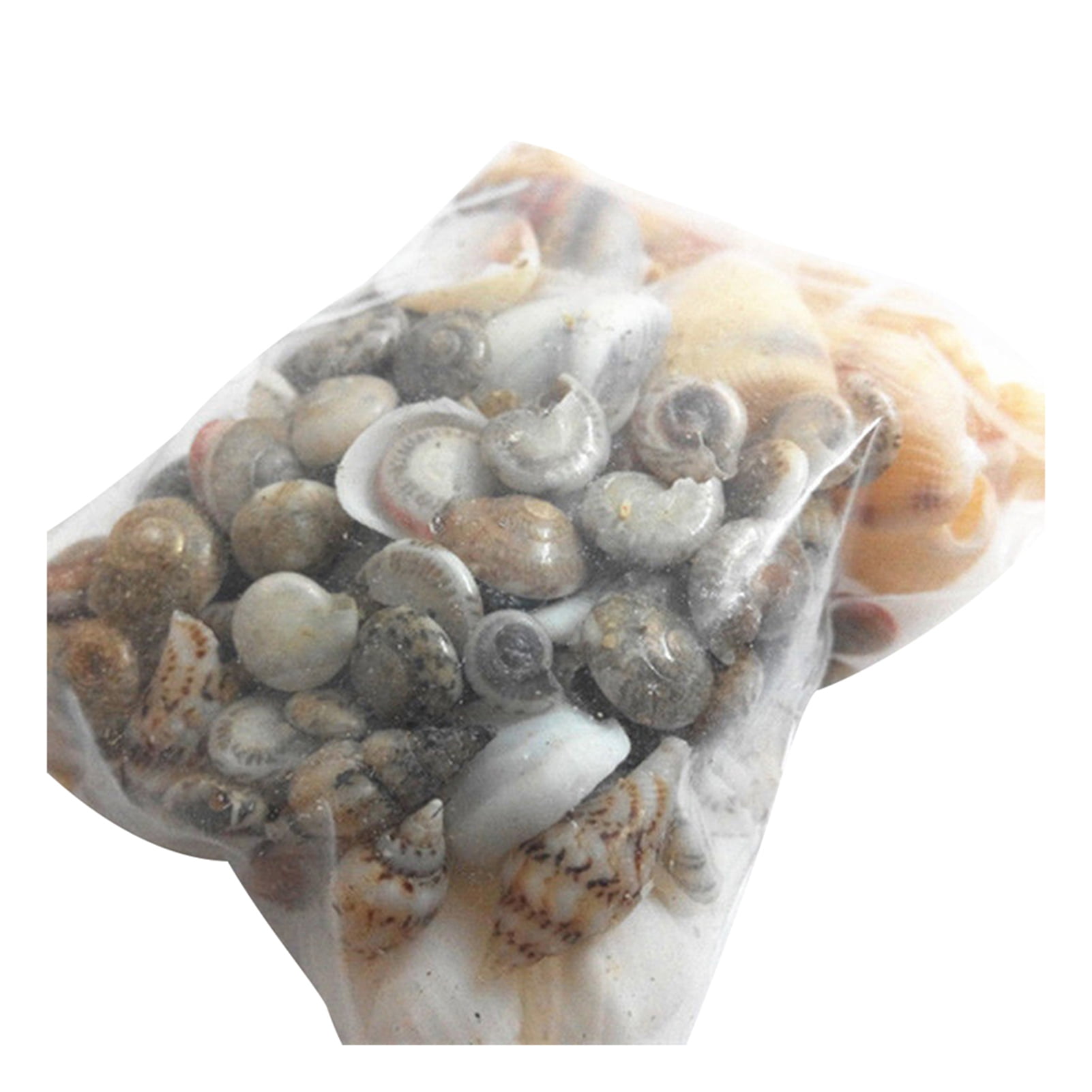 Kuorak Approx 40 Pcs Mini Miniature Sea Conch Shell Bonsai Lanscape ...