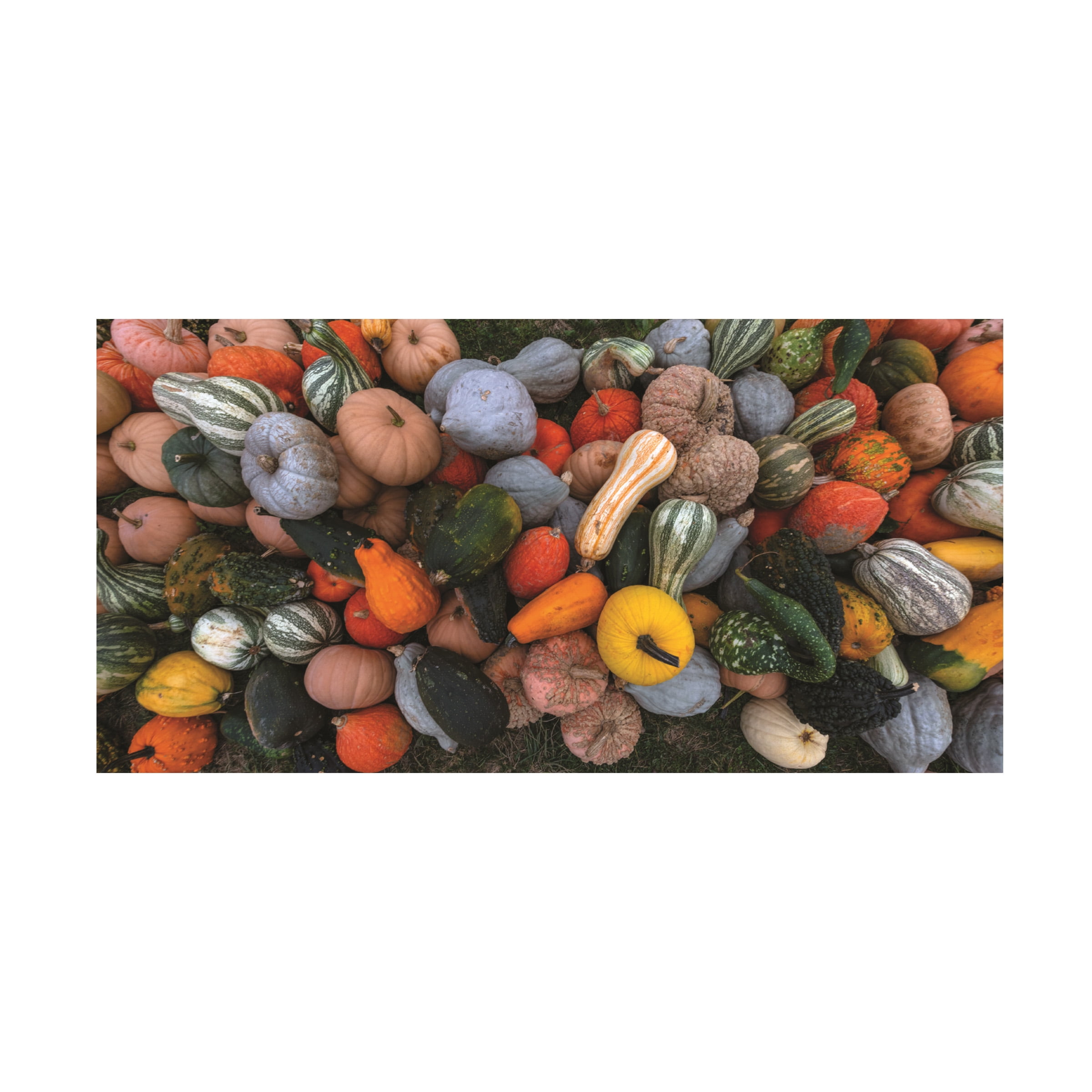 Kurt Shaffer Photographs 'Five Dollar Pumpkin Abstract' Canvas Art ...