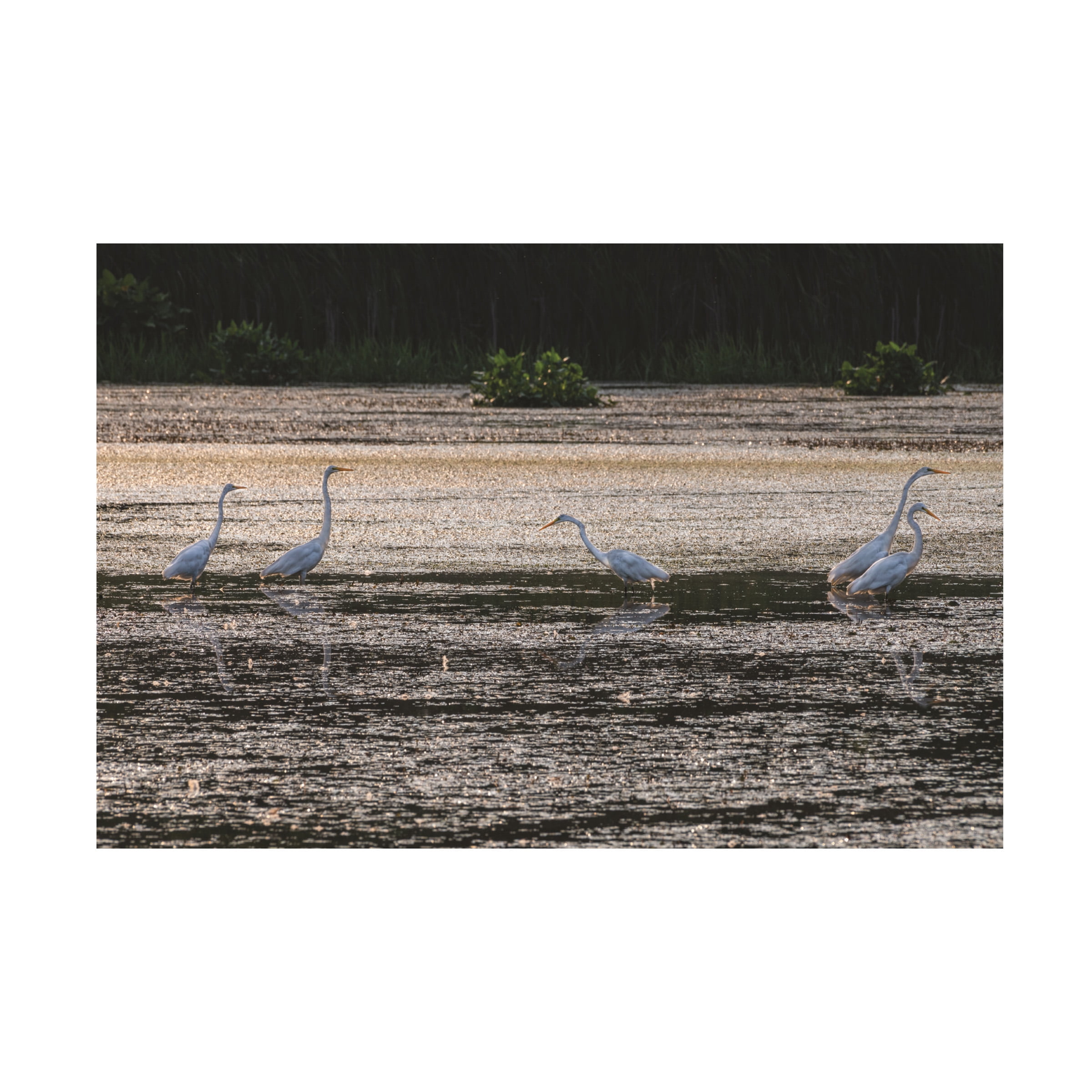Kurt Shaffer Photographs 'Five Egrets In Ohio' Canvas Art - Walmart.com
