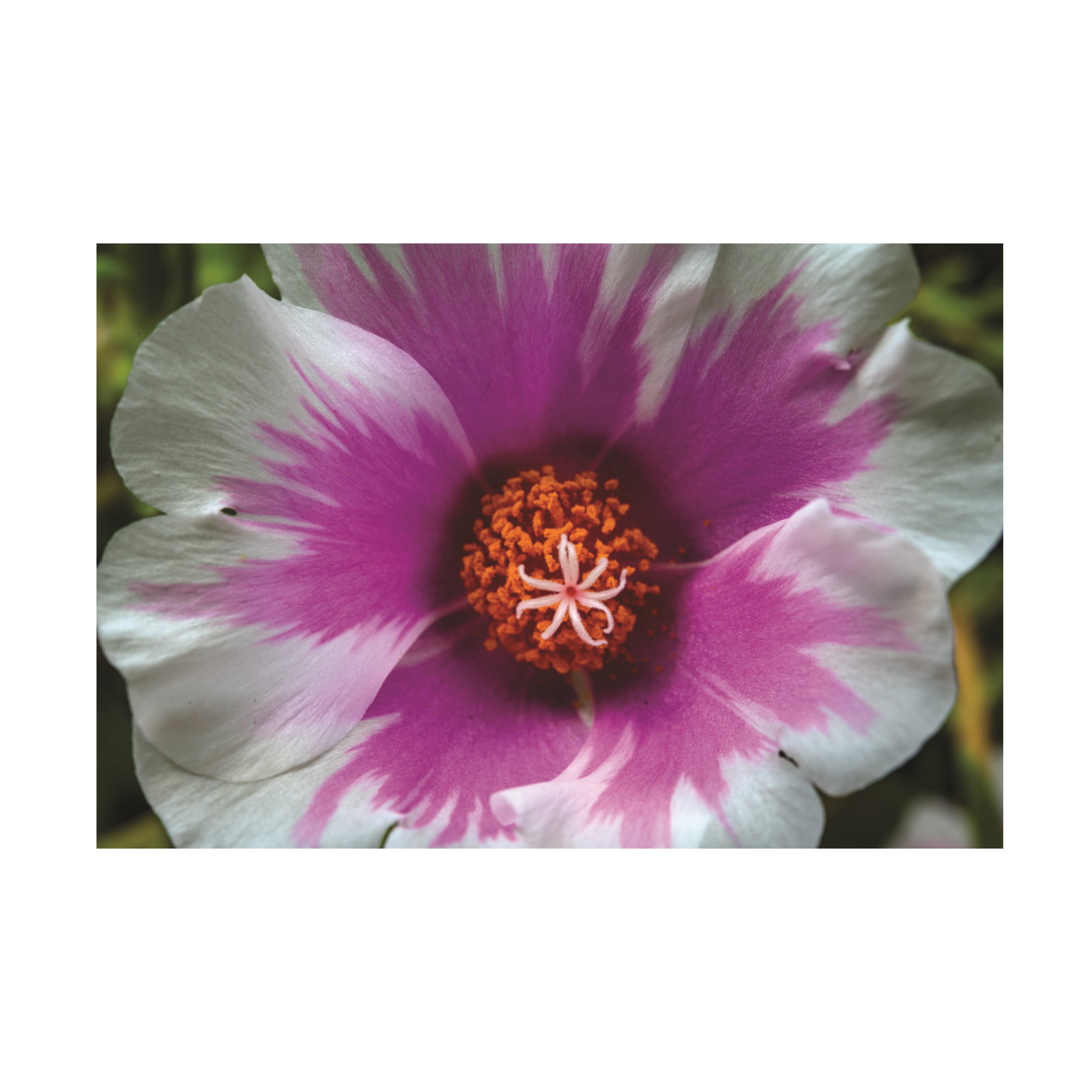 Kurt Shaffer Photographs 'Pink And White Portulaca Flower Portrait ...