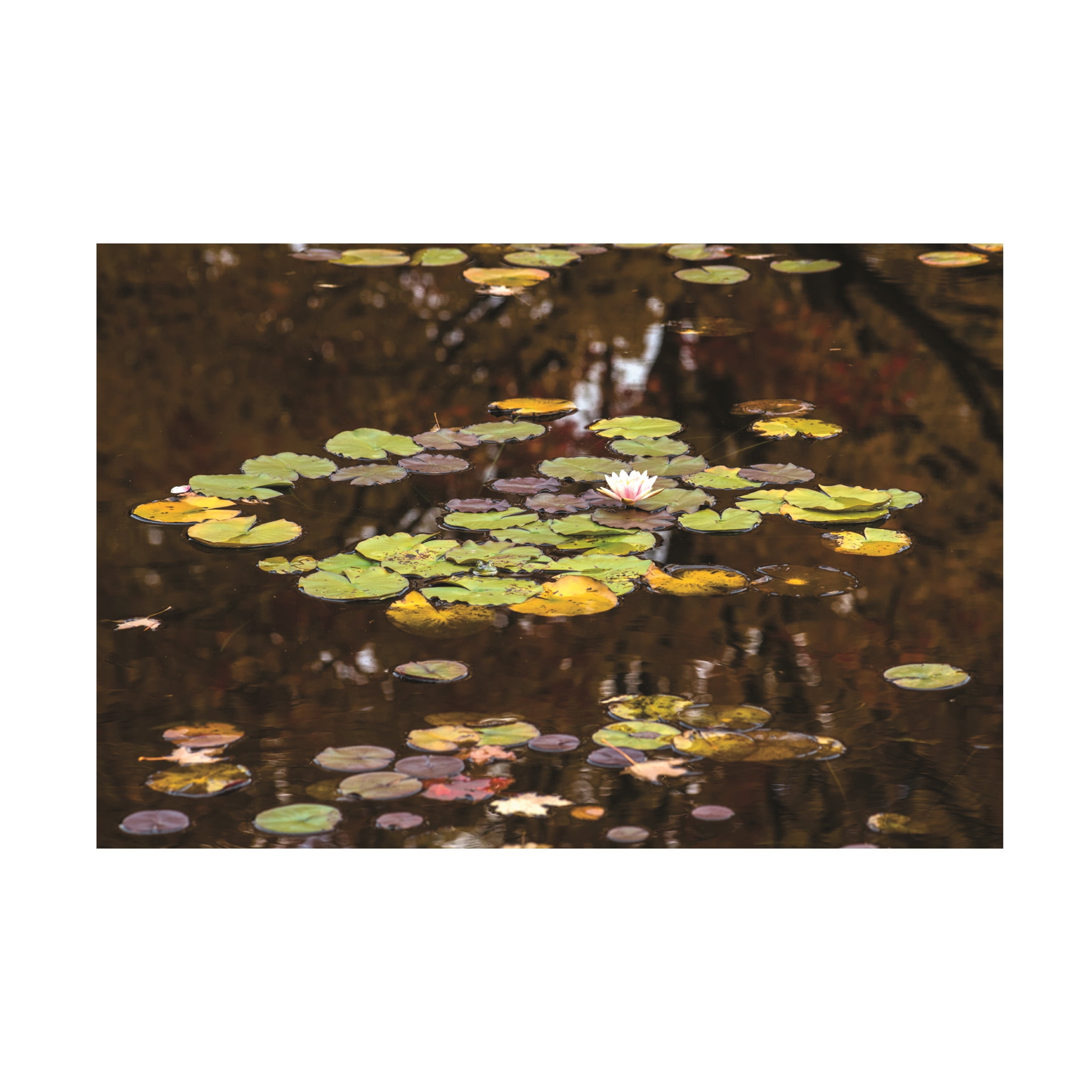 Kurt Shaffer Photographs 'The Frog And Lotus' Canvas Art - Walmart.com