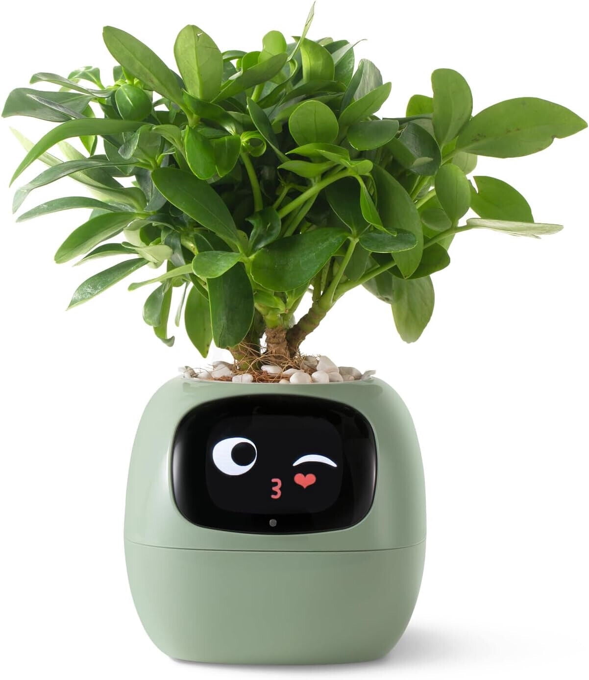 KwalityDEALZ Glow Ivy - AI Smart Planter with Expressions - Walmart.com