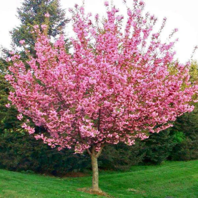 Kwanzan Cherry Blossom Tree, Pink Flowering Cherry Tree for Outdoor ...