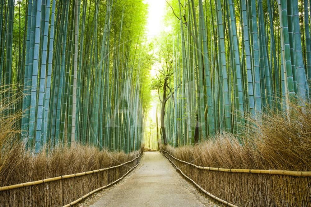 Kyoto, Japan Bamboo Forest, Botanical Scenic Unframed Photographic ...