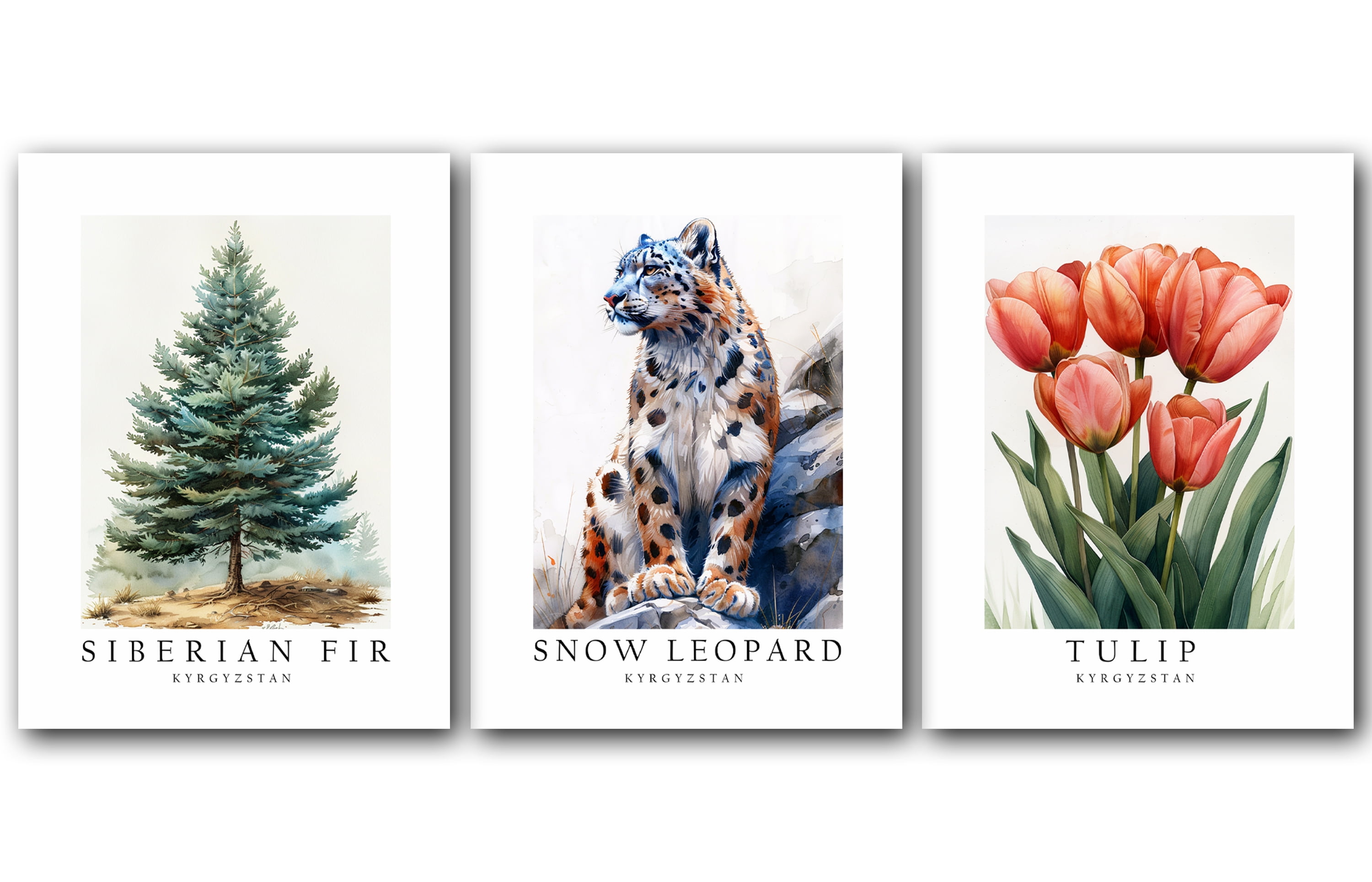 Kyrgyzstan National Symbols, The Snow Leopard, Tulip Flower, Siberian ...