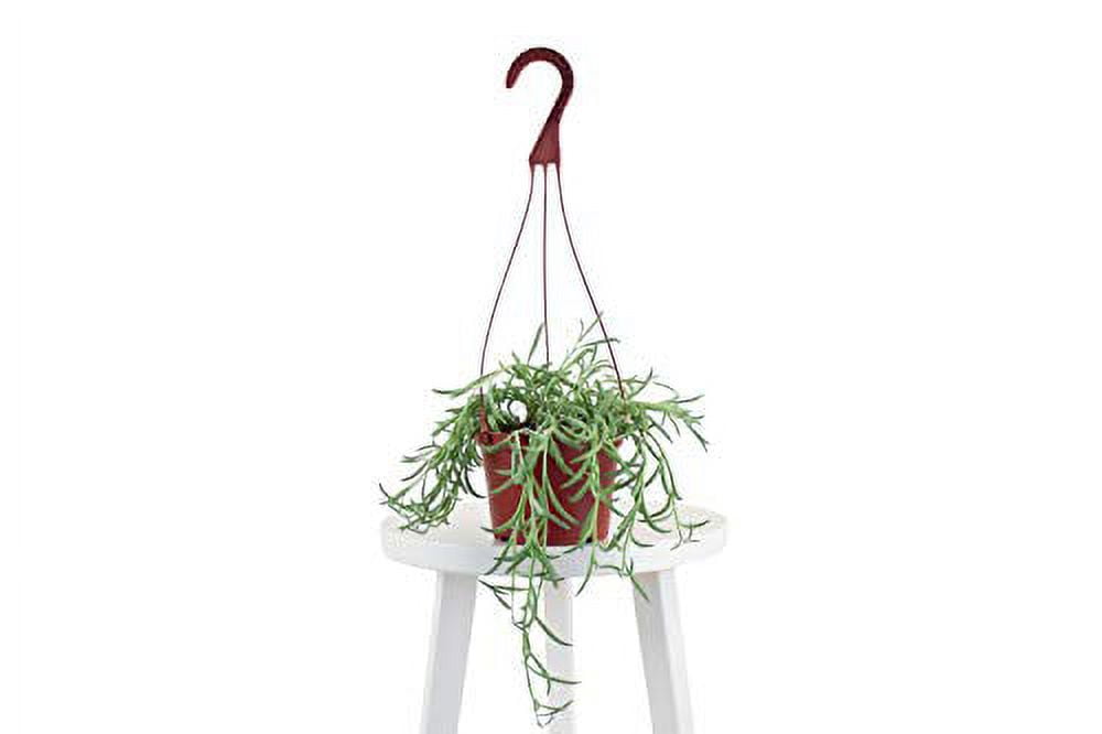 L&L String of Fishhooks 6" Hanging Pot - Walmart.com