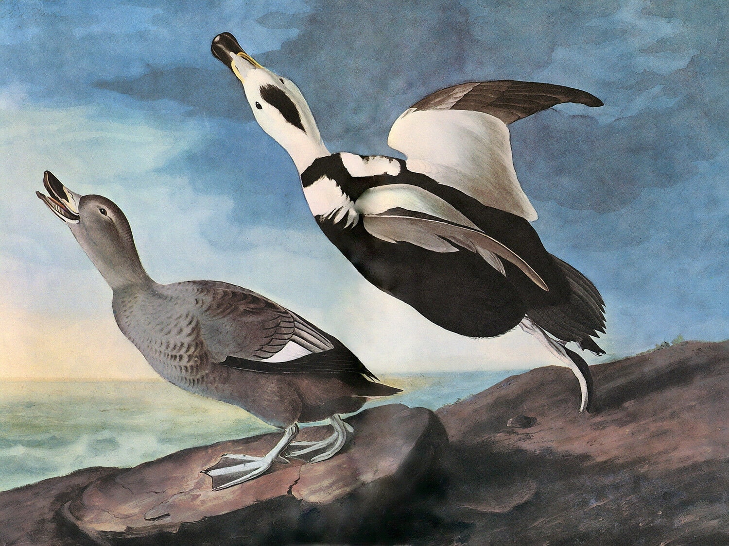 LABRADOR DUCK Audubon - CANVAS or PRINT WALL ART - Walmart.com