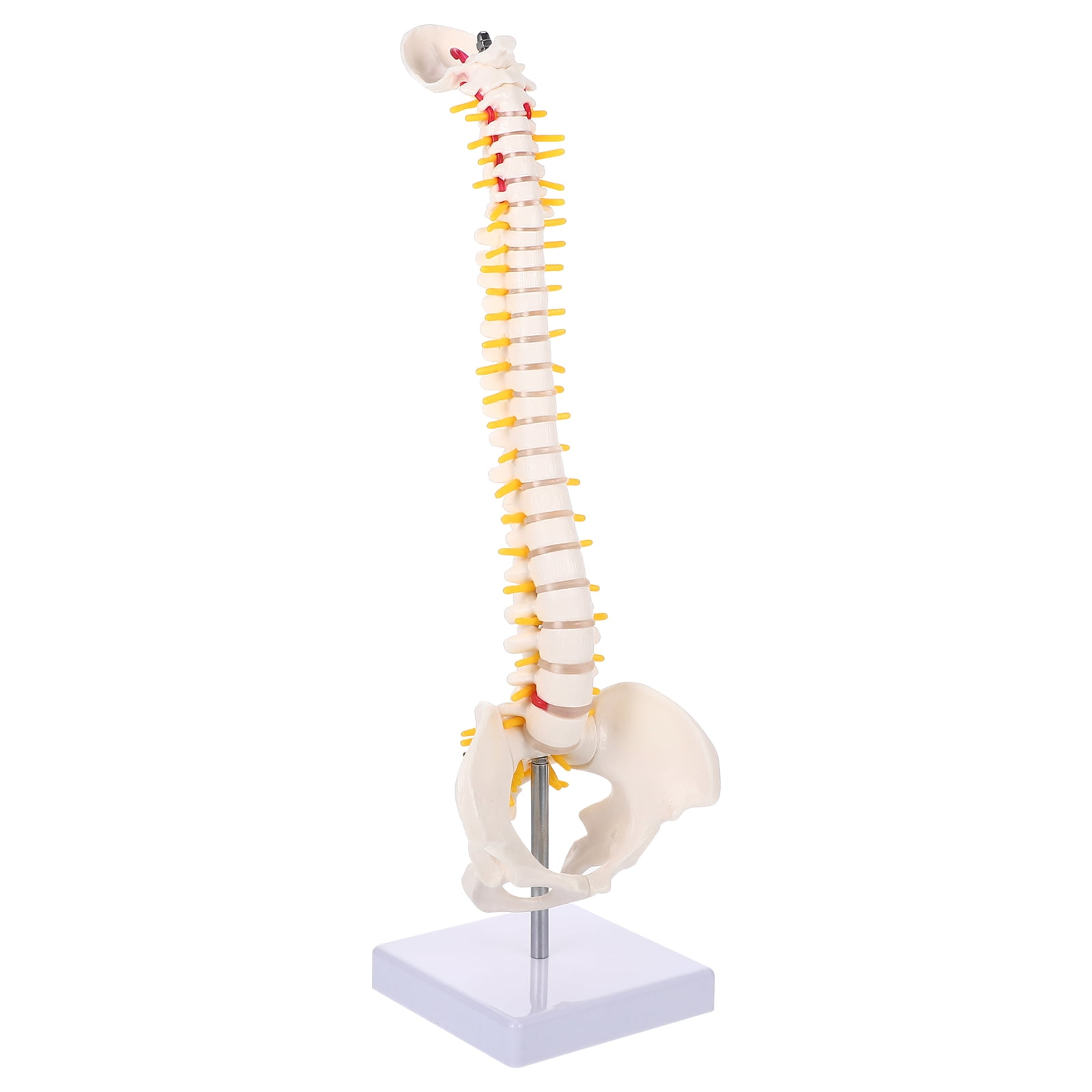 LABSERRON 1pc Spinal Model Detailed Tailbone Anatomy Vertebral Column ...