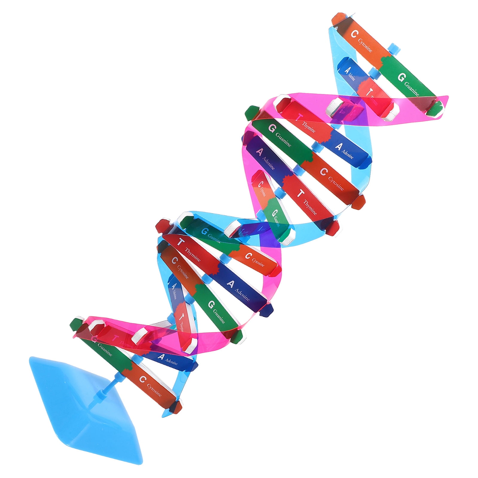 LABSERRON Multi-colored DNA Double Helix Model Kit for Students ...