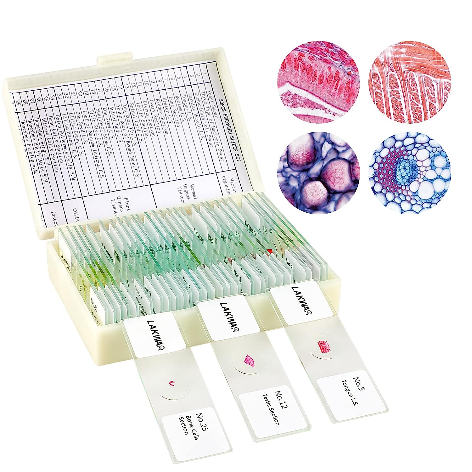 AmScope 100 PC Prepared Microscope Glass Slides , Set B - Walmart.com